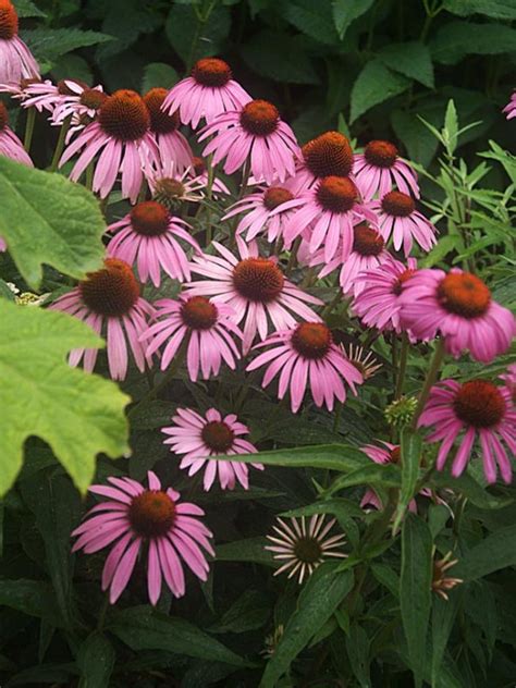 Echinacea Magnus Bluestone Perennials