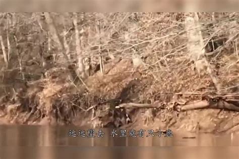 男子看见水中有只鹿，当上前营救时，险些吓出一身冷汗一身男子