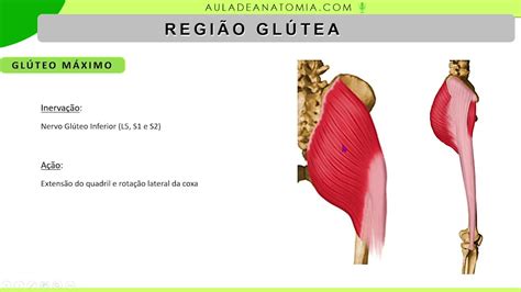 Origem E Insercao Do Gluteo Maximo