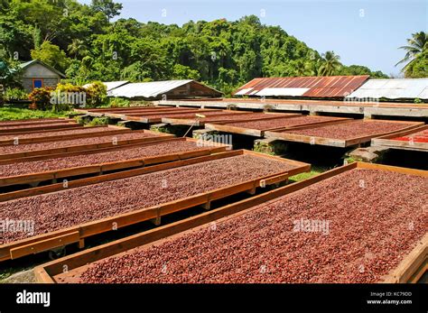 Cocoa Beans Roasting Process At Shirley Mccormick Blog
