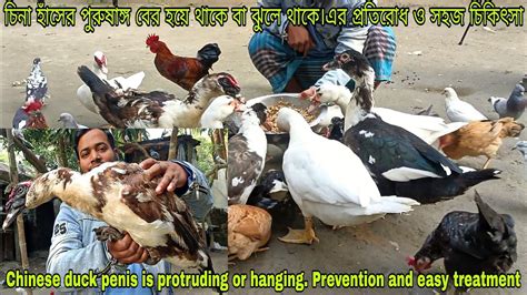 চিনা হাঁসের পুরুষাঙ্গ বের হয়ে থাকে। এর চিকিৎসা Chinese Ducks Have