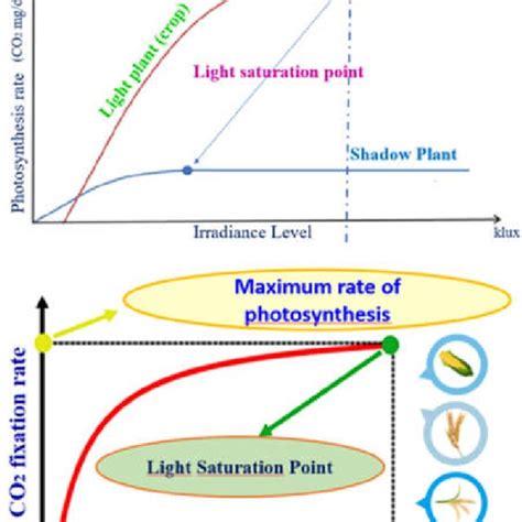 Schematic Presentation Of Corelation Between Photosynthesis Rate With Download Scientific