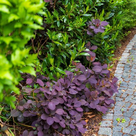 Cotinus Coggygria Cotsidh5 Velveteeny™ Dwarf Purple Smoke Bush