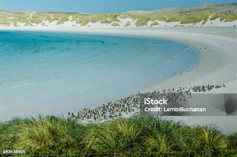 마젤란 펭귄 수백 포클랜드 제도에서 집시 코브에서 그들의 가정을 만들으십시오 0명에 대한 스톡 사진 및 기타 이미지 0명