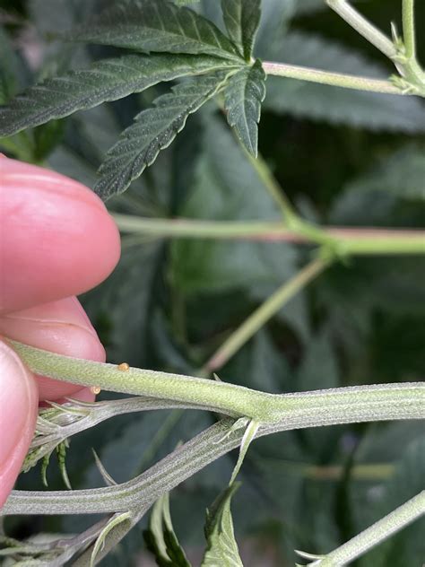 Strange Bumps On Leaf Stems And Main Stems Rmacrogrowery