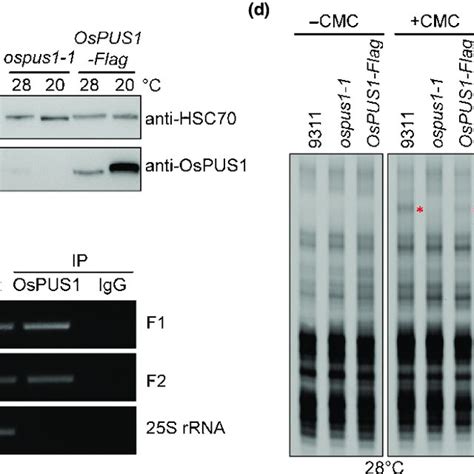 Maturation Pathways Of The Yeast 35s Pre Rrna Transcript A And Human