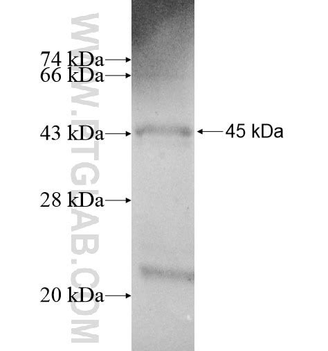 Lep Fusion Protein Ag11507 Proteintech