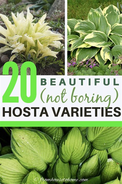 Hosta Varieties Of The Best Not Boring Plaintain Lilies For Your Garden