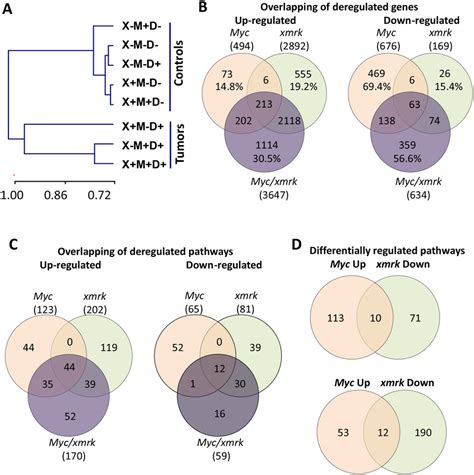 Rna Seq Analyses Of Myc Xmrk Mycxmrk Induced Liver Tumors A