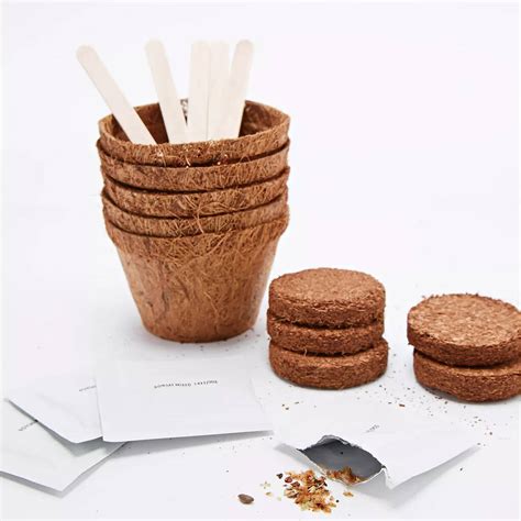 Grow Your Own Bonsai Tree Kit By Abode Home And Ts