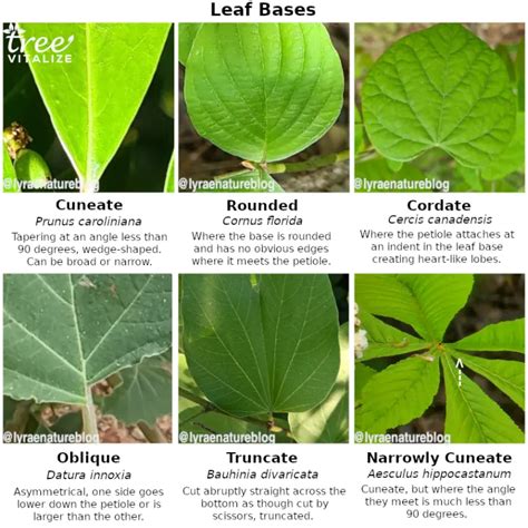 Types Of Chestnut Trees At Keira Crampton Blog