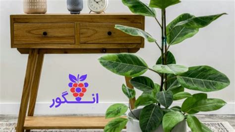 خرید و سفارش آنلاین فیکوس آلتیسیما فیکوس یاقوتی در سایز و گونه های مختلف نماشا