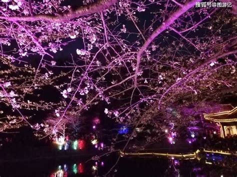 无锡鼋头渚夜色下的樱花之美 搜狐大视野 搜狐新闻