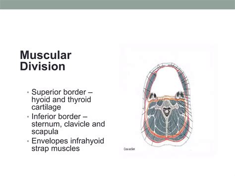 Deep Neck Spaces And Surgical Anatomy Pptx
