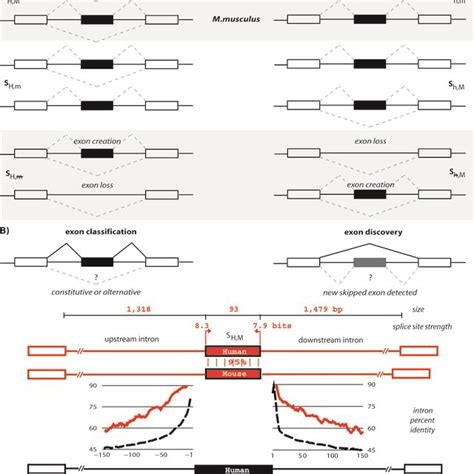 Conservation Of As Across Species A Splice Patterns Of Exons Of Pairs