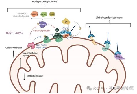 国自然中标热点“线粒体” 知乎