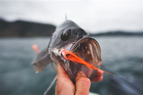 Spawn Blog Page 40 Spawn Fly Fish