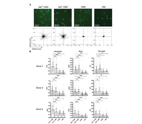 Ic Dependent Haptokinesis Is Monocyte Subset Specific A Upper