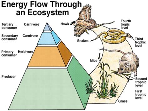 Define Food Chain Describe The Flow Of Energy In