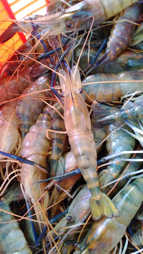 Free Images Nature Leaf Restaurant Food Cooking Fishing Seafood