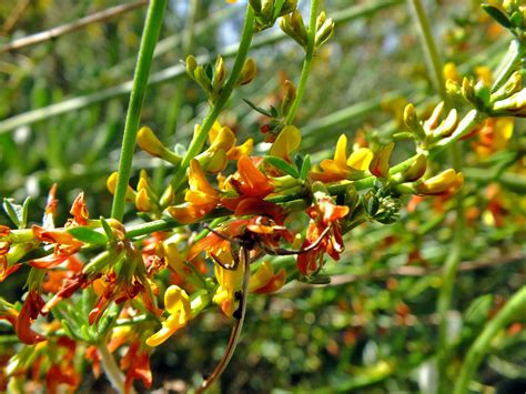 Acmispon Glaber Fabaceae