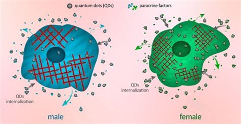 Effect Of Cell Sex On Uptake Of Nanoparticles The Overlooked Factor At