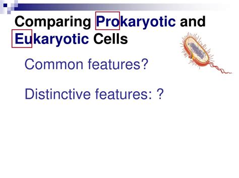 PPT Ch 4 Functional Anatomy Of Prokaryotic And Eukaryotic Cells
