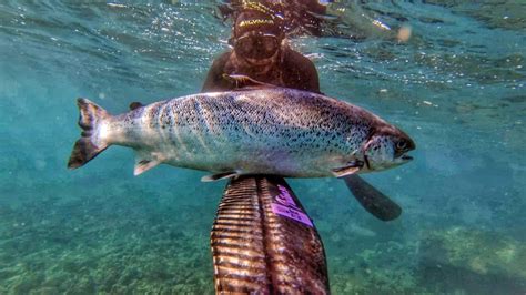 Jadranski Losos Nautički Oglasno Informativni Portal