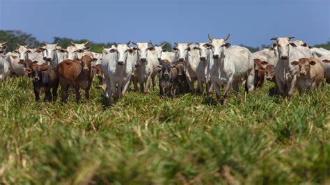 Confira Os Preços E Tendências Da Arroba Do Boi Vaca E Novilha Em
