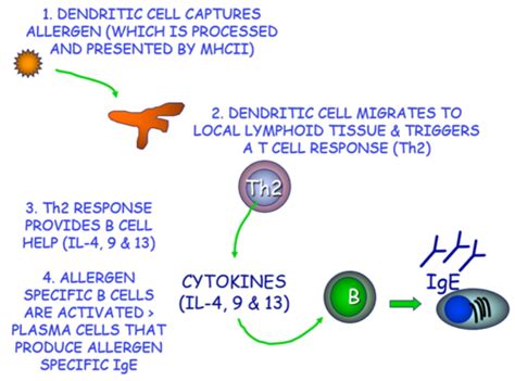 Type 1 4 Hypersensitivity Reactions W6 Flashcards Quizlet