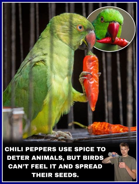 Icycol Chili Peppers Developed Their Fiery Burn As A Facebook