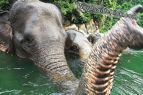 Sumatraanse Olifanten Geduwd Richting Uitsterven 2025 Dieren