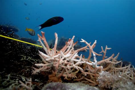 Los Tiburones Y Rayas Que Viven En Arrecifes De Coral Están En Peligro