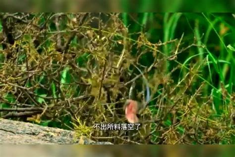 初生牛犊不怕虎的小龙西竟跑到狮子背上吃食，真为它的小命担忧 小命 狮子 小龙