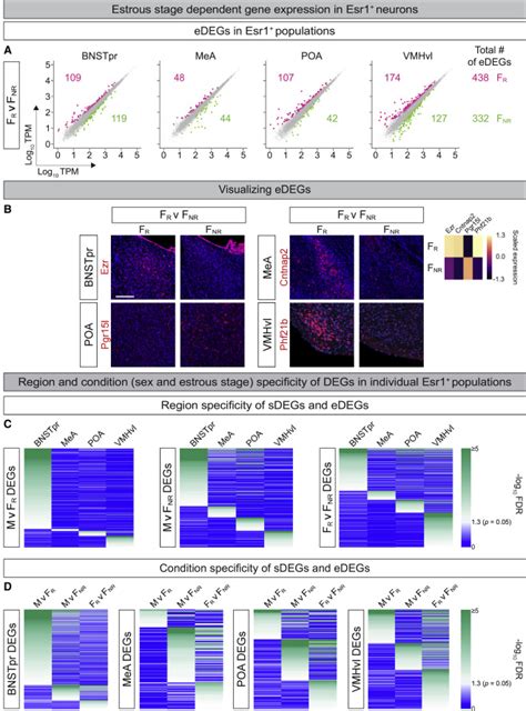 A Functional Cellular Framework For Sex And Estrous Cycle Dependent Gene Expression And Behavior
