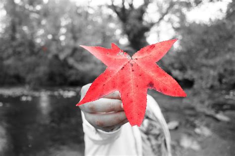 떨어지다 가을에 빨간 남 가을 Pixabay의 무료 사진 Pixabay