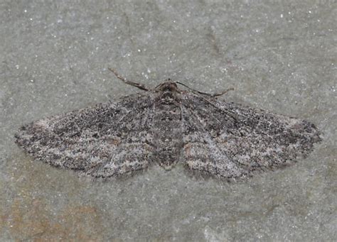 Geometrid BugGuide Net