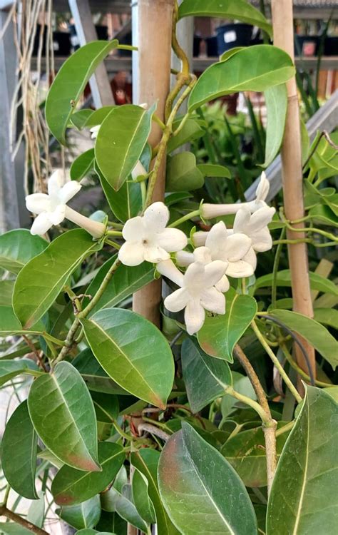 Muda De Jasmim De Madagascar Loja Plantei