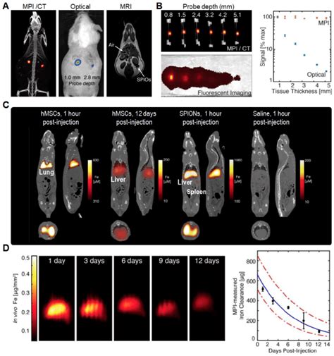 A Comparison Of MPI CT Fluorescence Imaging And MRI In Mouse B