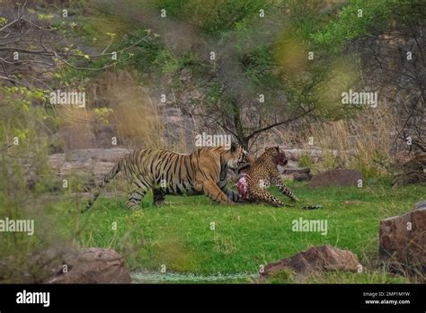 Finally Losing The Fight Ranthambore National Park India Surprising