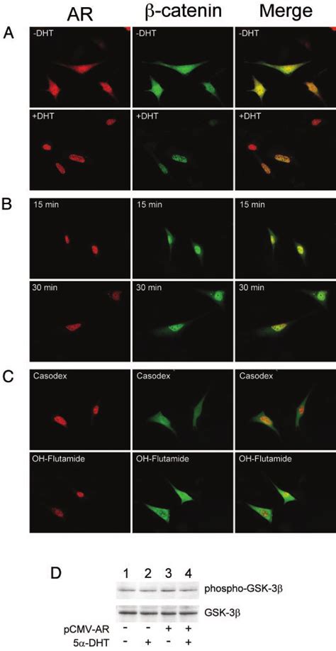 Androgen Receptor Induces Nuclear Localization Of Catenin A Nlt