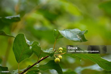 Semak Hutan Liar Dengan Buahbuahan Dalam Bentuk Buah Beri Foto Stok