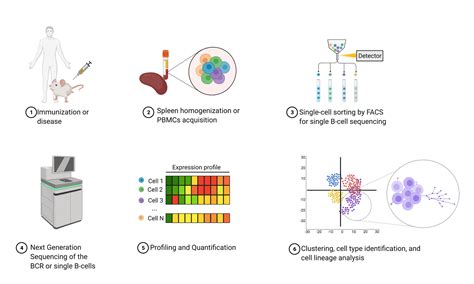 Dna Sequencing Vs Next Generation Protein Sequencing Rapid Novor