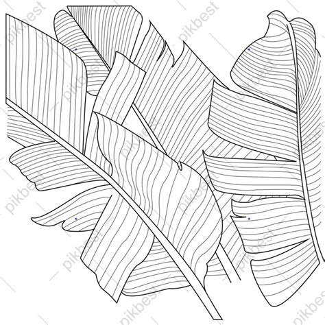 Pagguhit Ng Linya Ng Dahon Ng Saging Na Pagtatabing Imahe Ng Png Ai