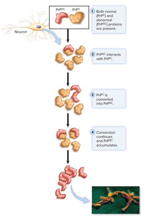 Prion Propagation Disease Body Balance Protein