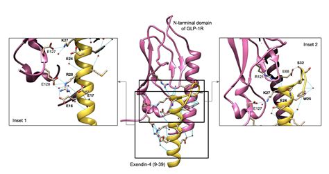 Pdb 101 Diabetes Mellitus Diabetes Mellitus Undefined Exenatide