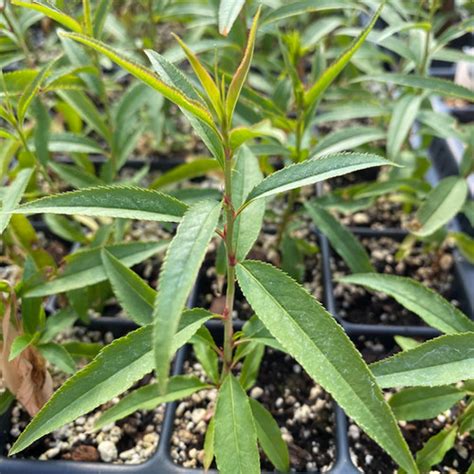 Siberian C Peach Seedling Plug 2 Pack Mad Cat Farm