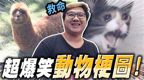超爆笑吉娃娃梗圖貓咪的表情也太豐富了動物梗圖黑羽 YouTube