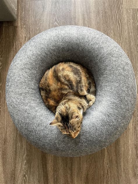 Is My Girl Calico Tortie Something Else Rcalicokittys