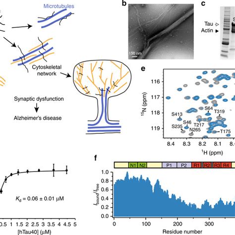 Tau Interacts With And Bundles Filamentous Actin A Schematic